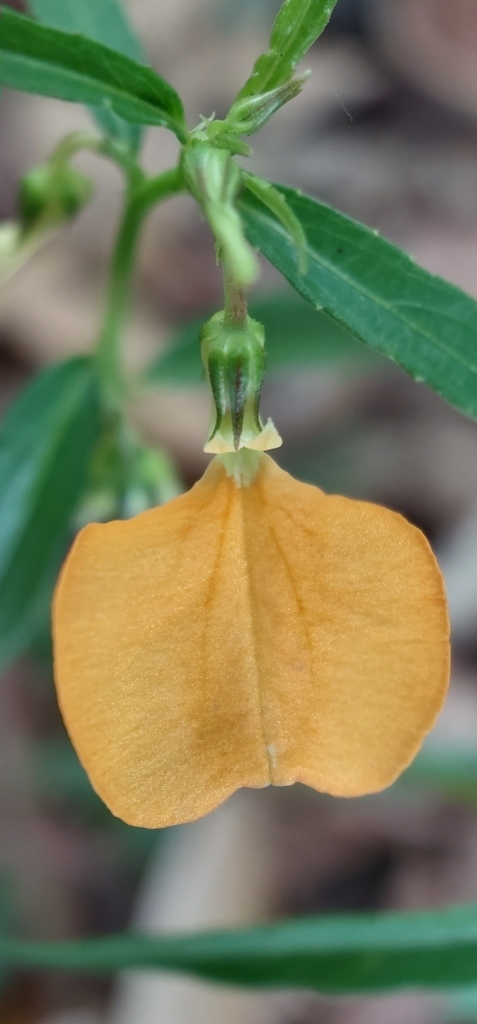 spade flower in January 2024 by KDendle · iNaturalist