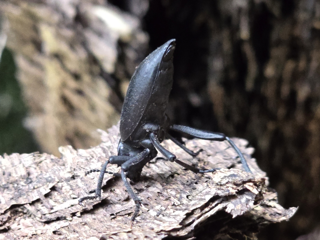 Eleodes acuticauda from Jesmond Dene, Escondido, CA, USA on February 24 ...