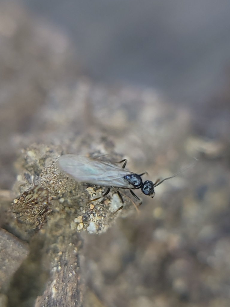 American Winter Ant from Woodside, CA, USA on February 24, 2024 at 03: ...