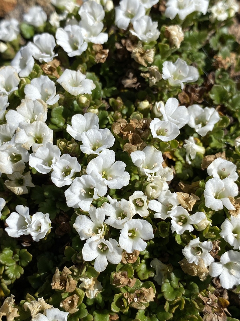 Veronica spathulata from Tongariro National Park, Tongariro National ...