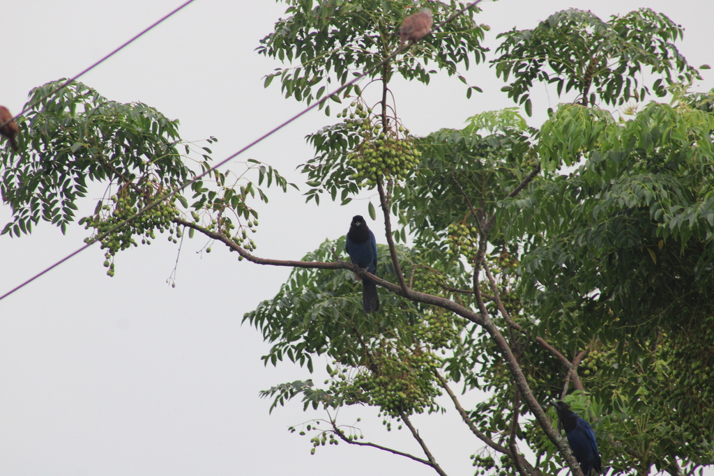 Azure Jay in February 2024 by Leonardo Breder Passalacqua · iNaturalist