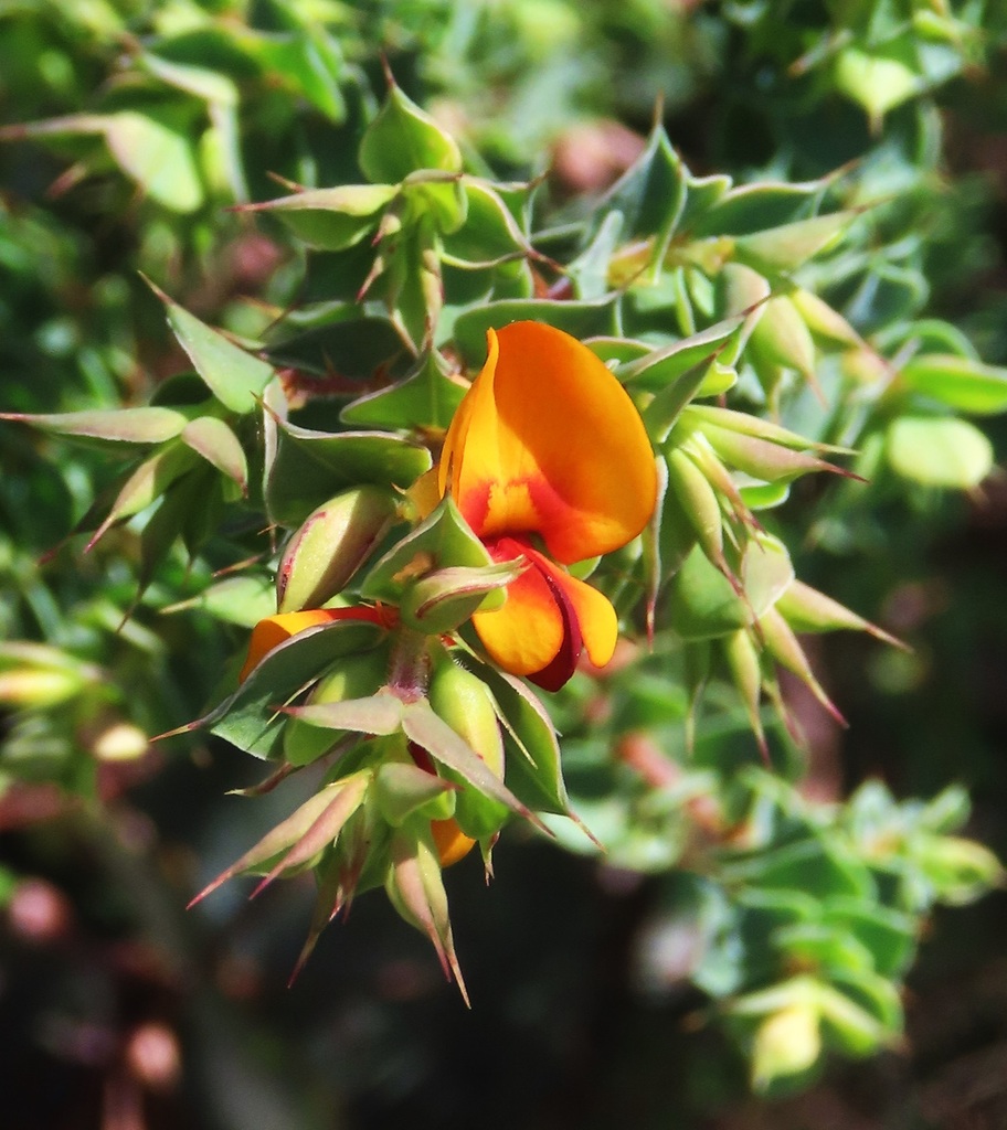 spiny bush-pea from Canobolas NSW 2800, Australia on February 22, 2024 ...