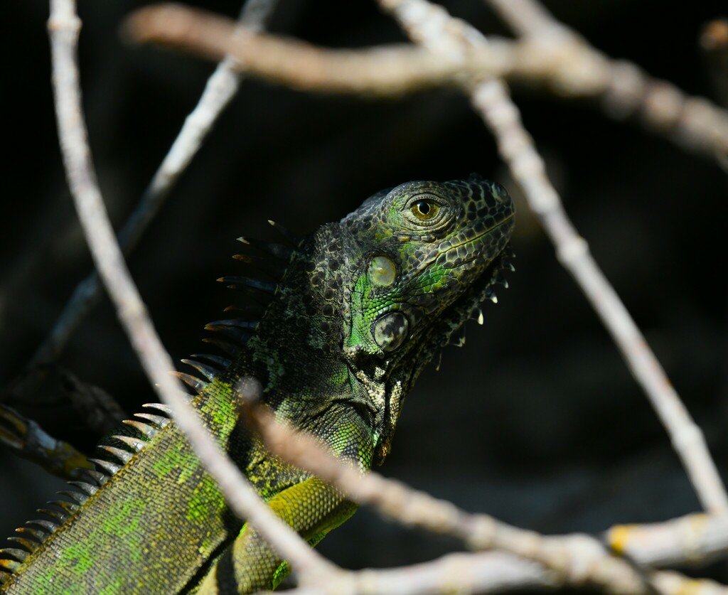 Green Iguana from Armería, État de Colima, Mexique on February 24, 2024 ...