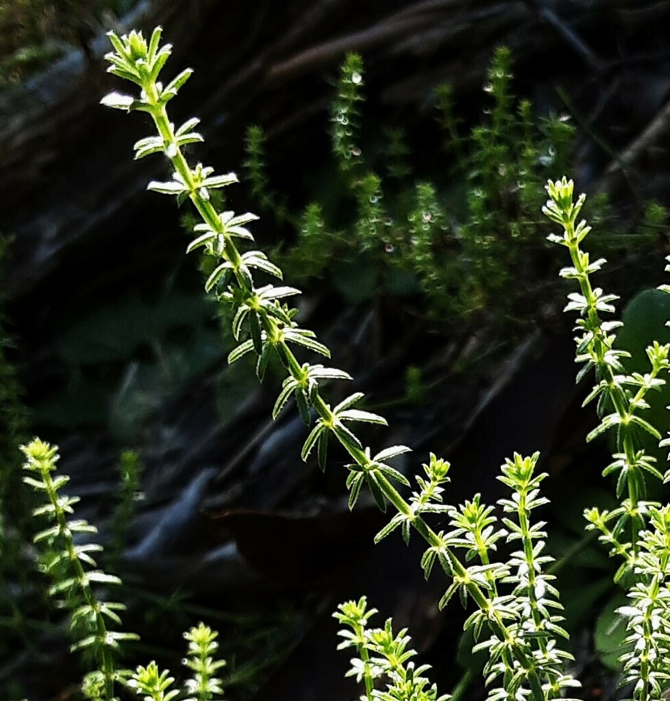 Common Woodruff from Canobolas NSW 2800, Australia on February 22, 2024 ...