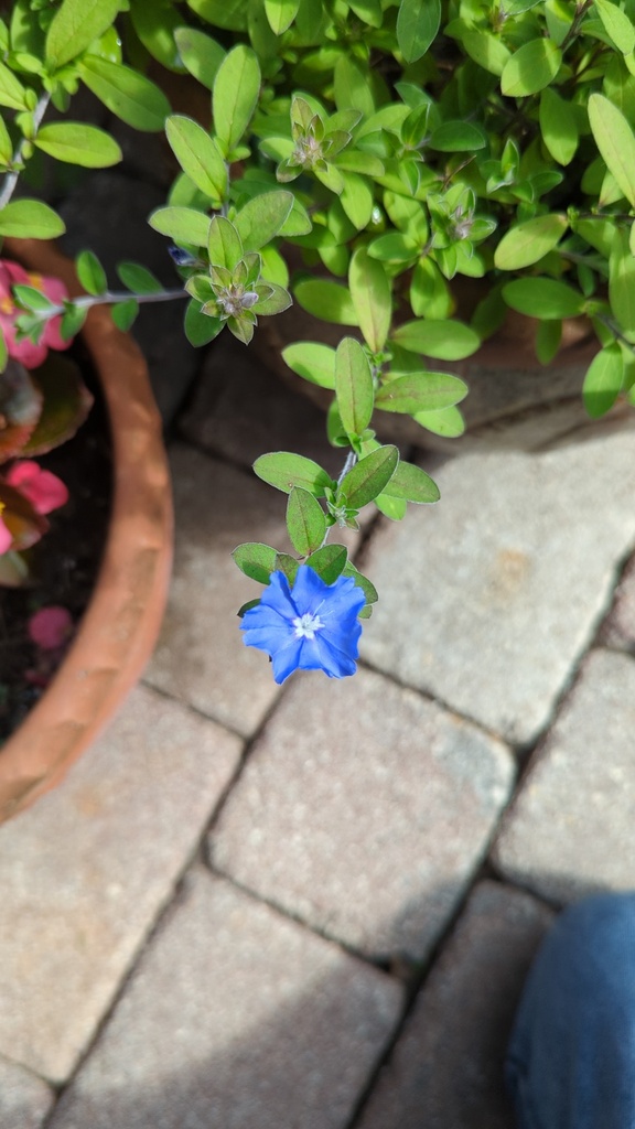 Blue daze from Palm Beach County, FL, USA on February 24, 2024 at 10:49 ...