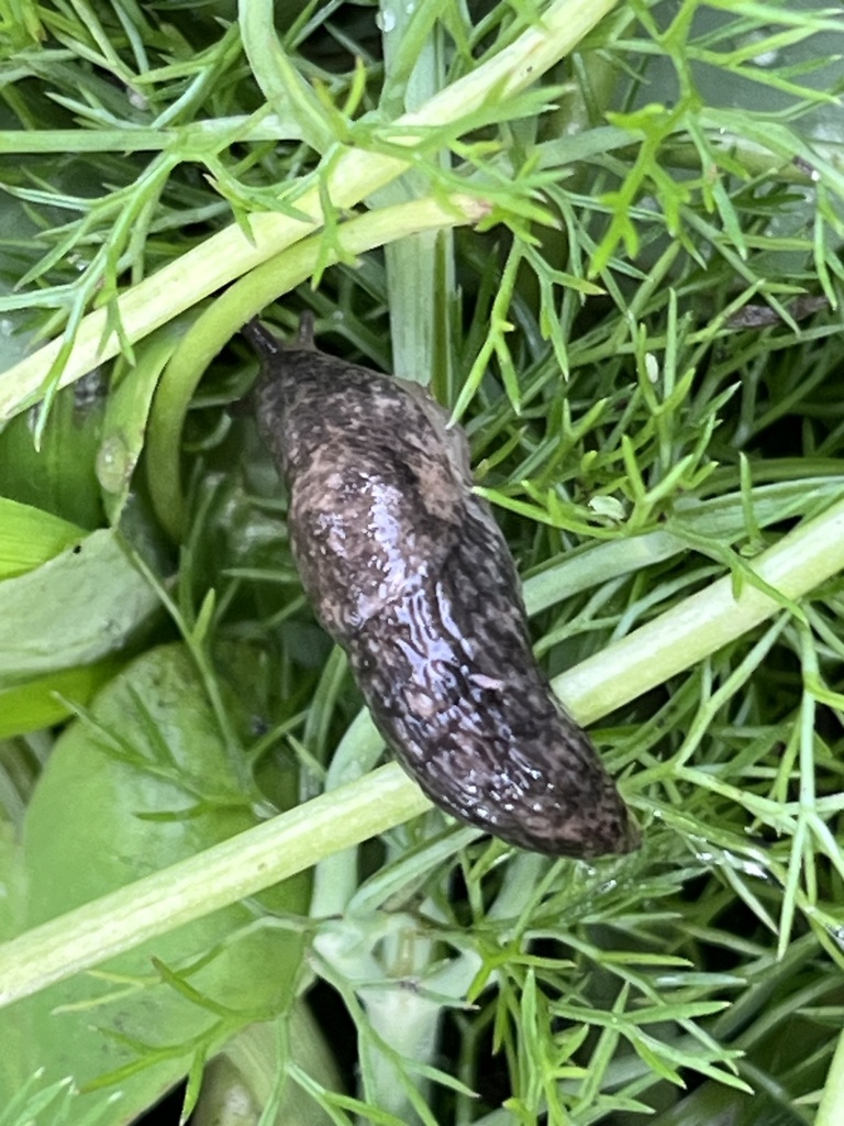 Smooth Land Slugs from Santa Fe Ave, Berkeley, CA, US on February 20 ...