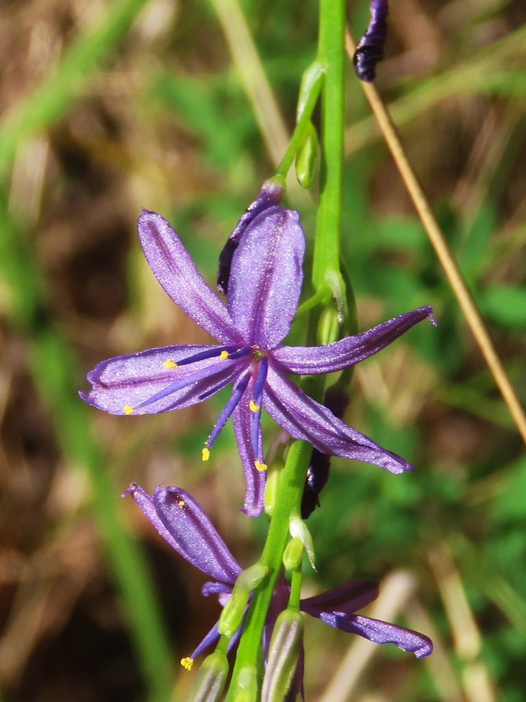 blue grass lily from Canobolas NSW 2800, Australia on February 22, 2024 ...