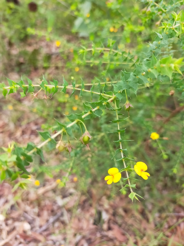 spiny bush-pea from Bunya QLD 4055, Australia on February 25, 2024 at ...