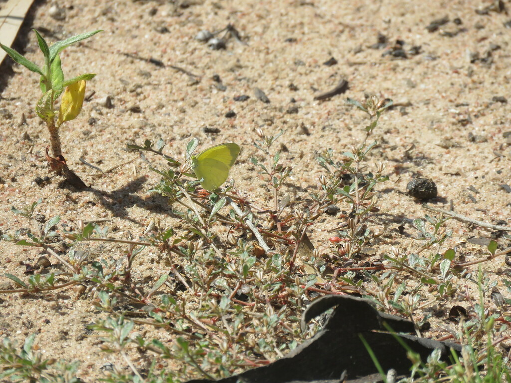 Small Grass-yellow from Yarrie Lake NSW 2388, Australia on February 25 ...