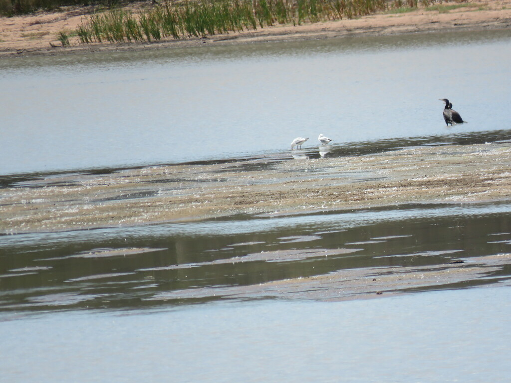 Silver Gull from Yarrie Lake NSW 2388, Australia on February 25, 2024 ...