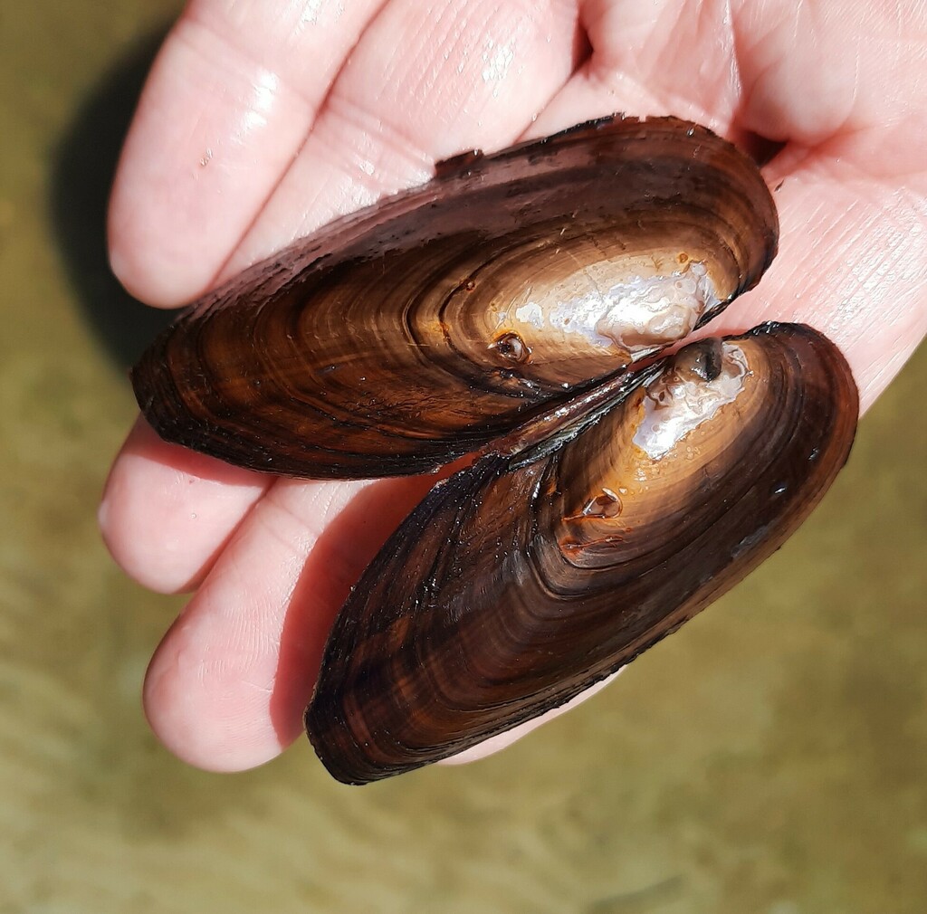 Eastern Elliptio from Plymouth, MA, USA on August 11, 2023 at 11:02 AM ...