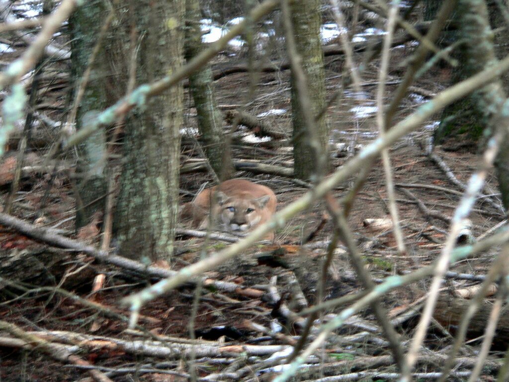 Mountain Lion from Flathead County, MT, USA on April 4, 2005 at 06:54 ...