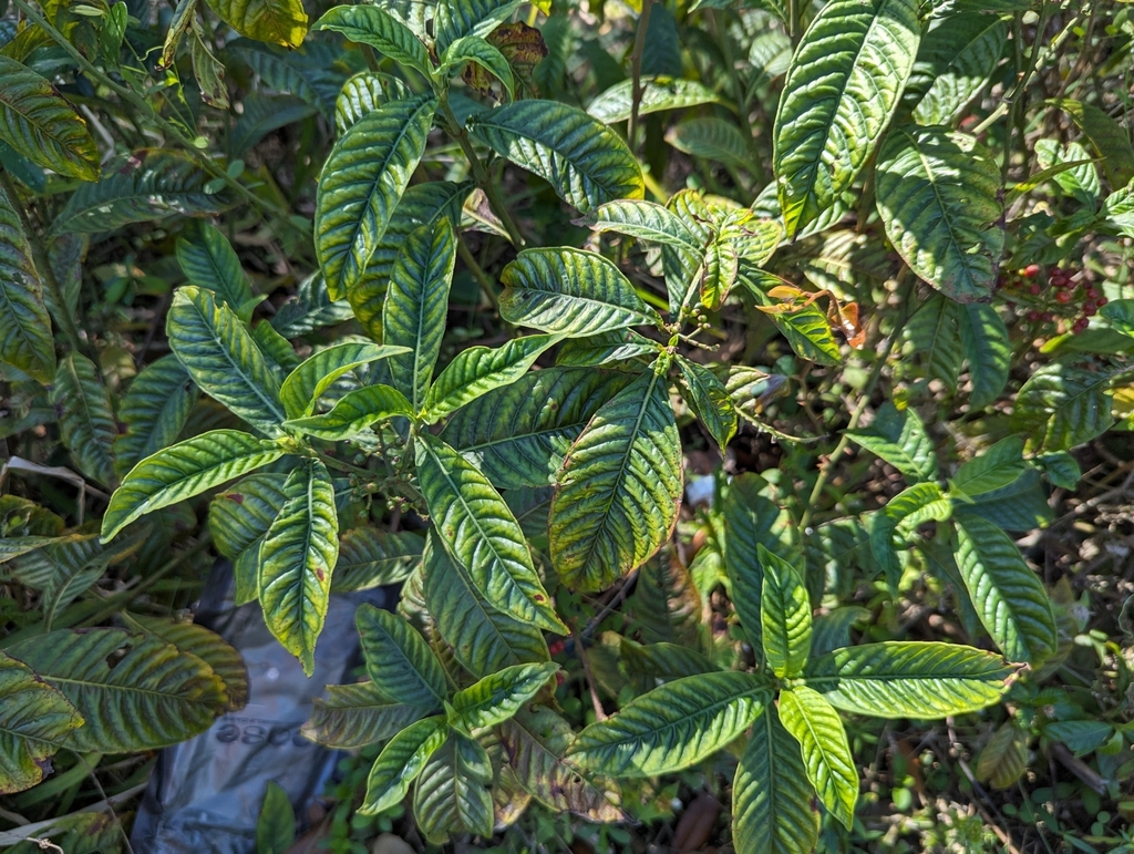 velvet-leafed wild coffee from Sidell, FL 34266, USA on February 24 ...