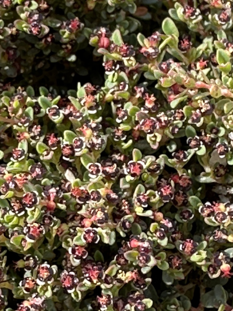 smallseed sandmat from Anza-Borrego Desert State Park, Julian, CA, US ...