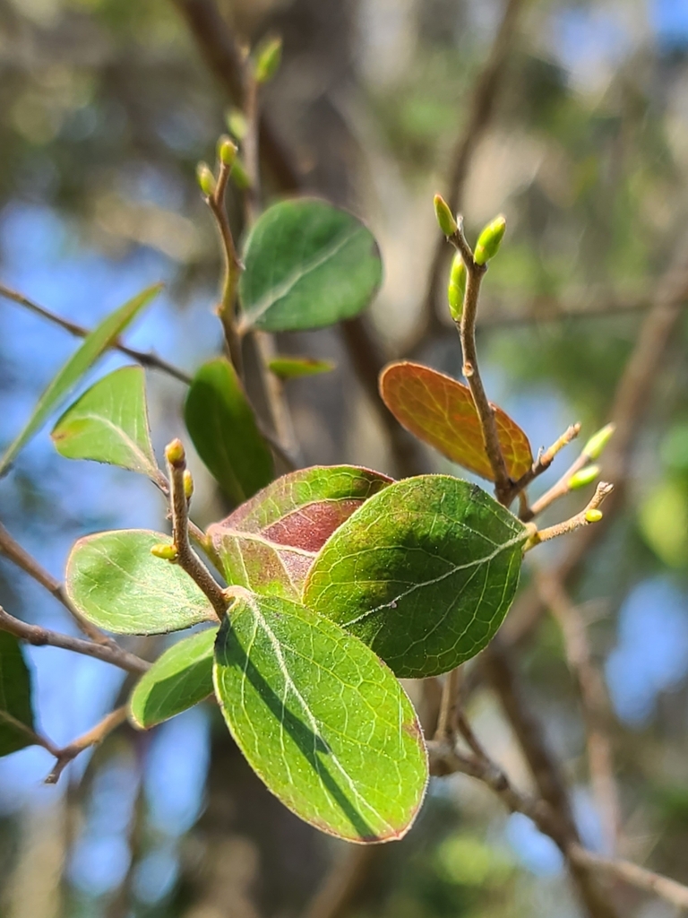 sparkleberry from Orange Beach, AL 36561, USA on February 24, 2024 at 02:32 PM by Jonathan ...