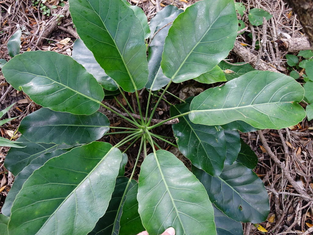 Pukanui (Meryta sinclairii) - Botanical Realm
