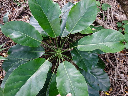 Pukanui (Planting list) · iNaturalist