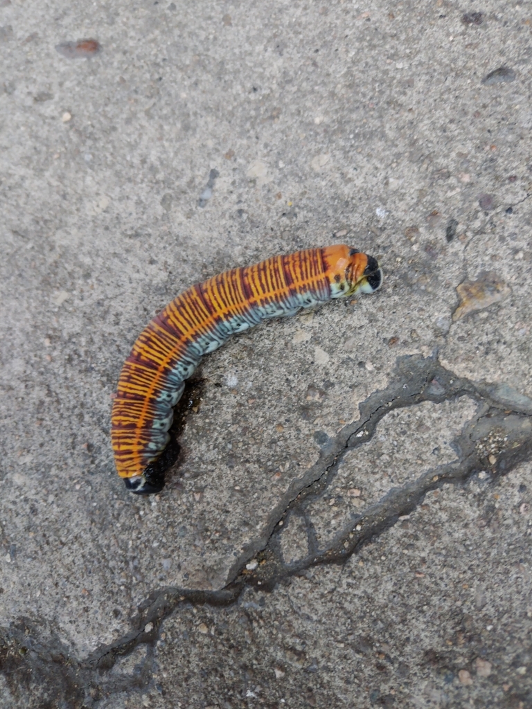 Fig Sphinx from RUTA INDEPENDENCIA, Centro, Oaxaca de Juárez, Oax ...