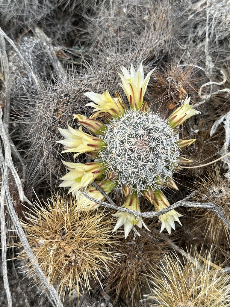 Peninsular fishhook cactus from Anza-Borrego Desert State Park, Julian ...