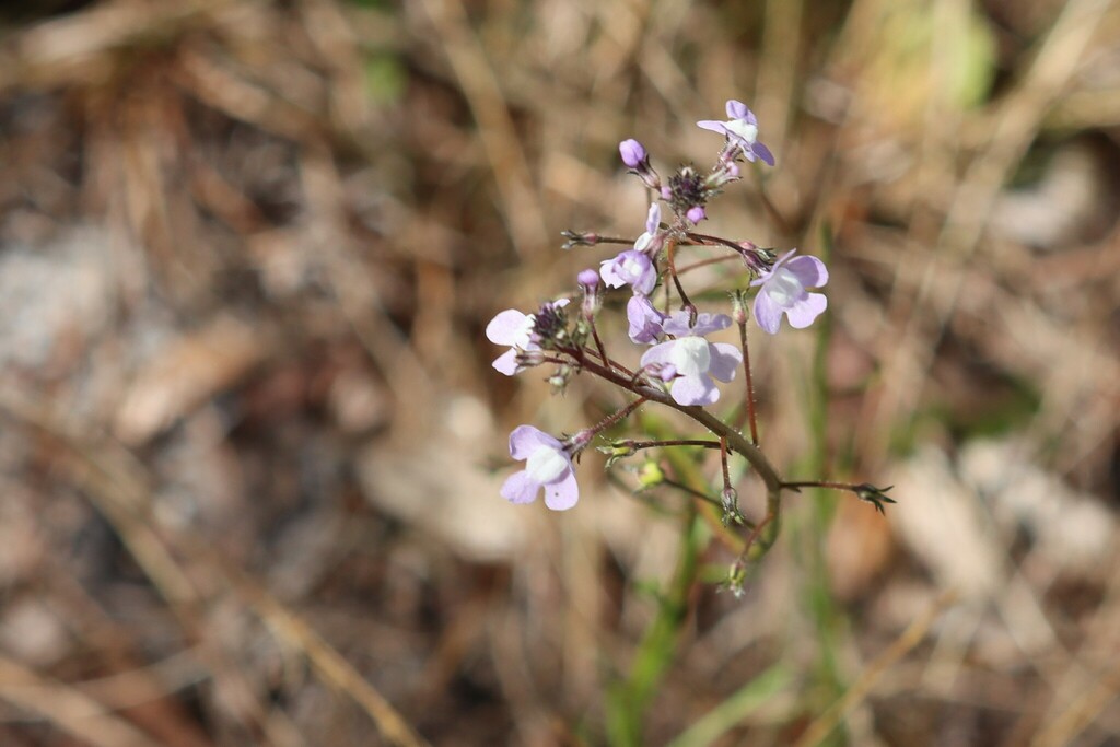 Florida toadflax from Polk County, FL, USA on February 24, 2024 at 02: ...