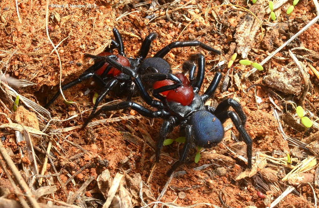 Red-headed Mouse Spider from Morgan SA 5320, Australia on June 11, 2018 ...
