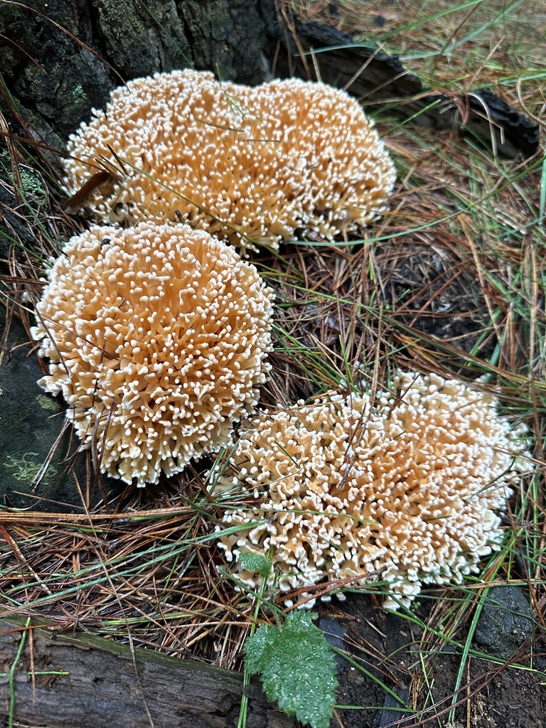 Aphelaria complanata from Jenolan State Forest, Hampton, NSW, AU on ...