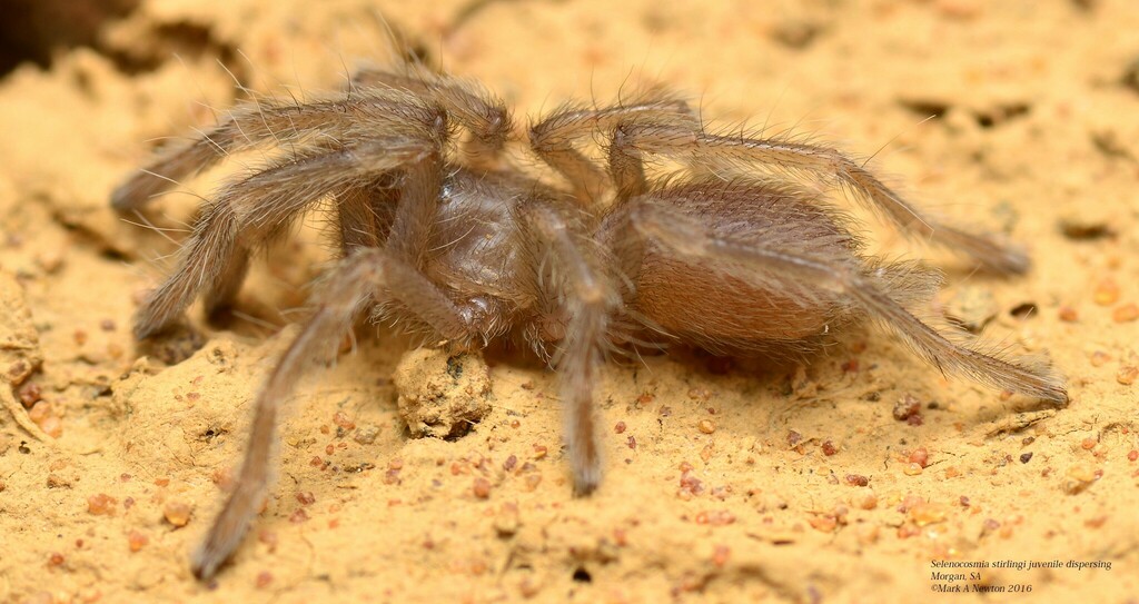 Stirling's Australian Tarantula from Morgan SA 5320, Australia on ...