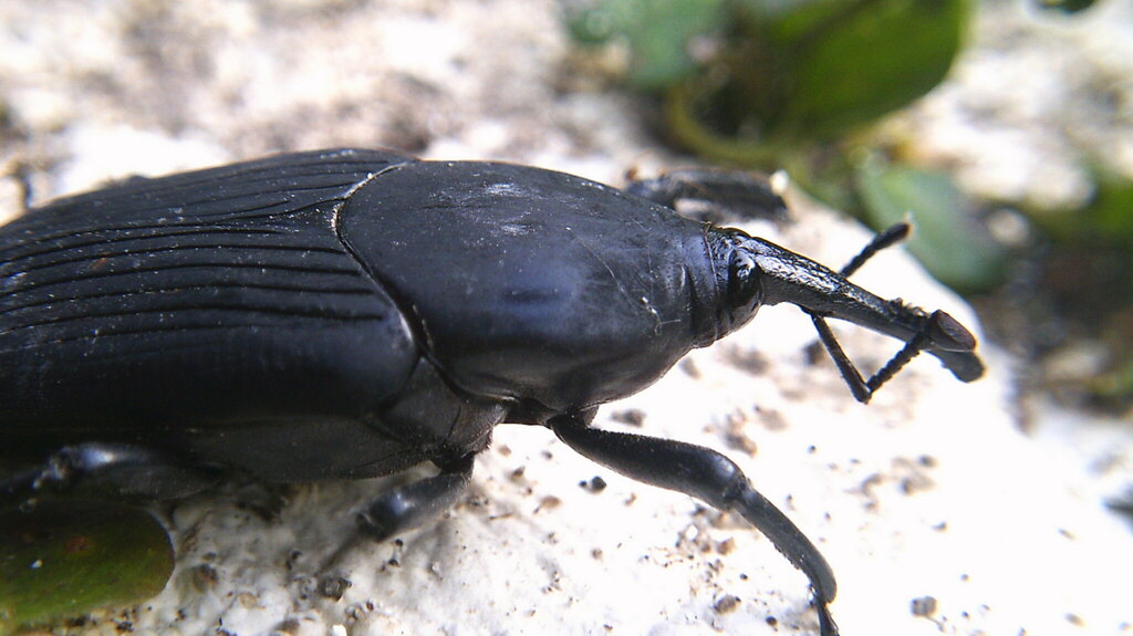 South American Palm Weevil from 86696 Gregorio Méndez, Tab., México on ...