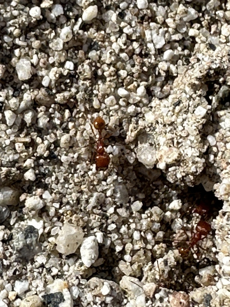 Typical American Harvester Ants from Anza-Borrego Desert State Park ...