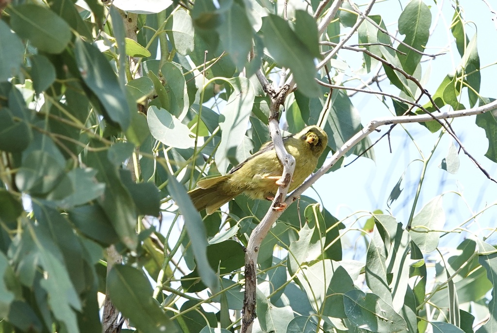 Bell Miner from Watson Ward, Baxter, VIC, AU on February 25, 2024 at 12 ...