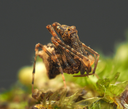 Raven's Assassin Spider (Austrarchaea raveni) · iNaturalist United Kingdom