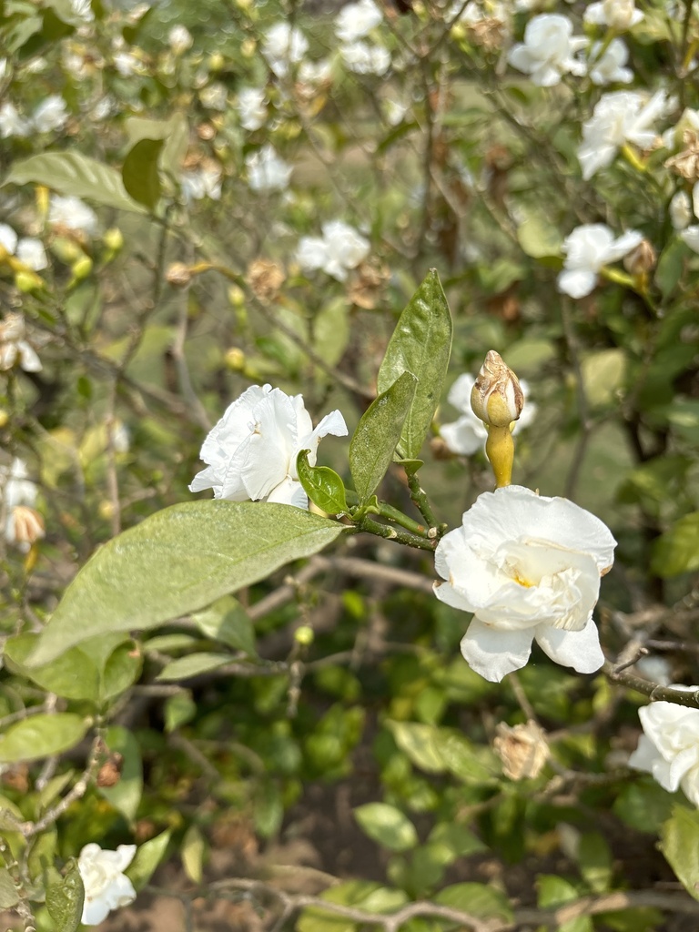 Crepe Jasmine from Fort Road, Hyderabad, TG, IN on February 25, 2024 at ...