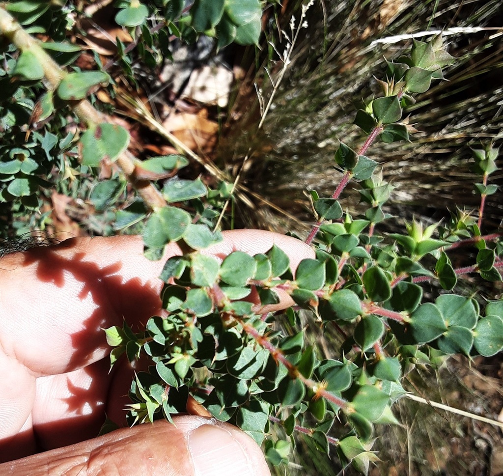 spiny bush-pea from Canobolas NSW 2800, Australia on February 22, 2024 ...