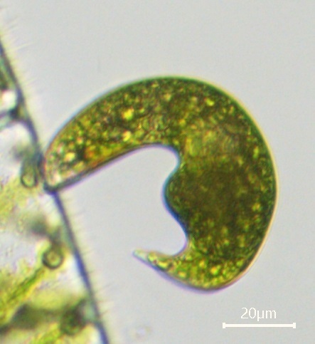Euglena granulata · iNaturalist