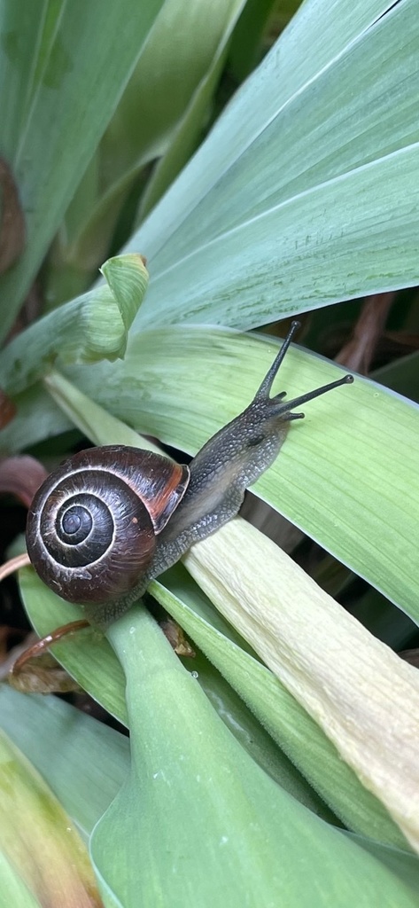 Brown-lipped Snail from Meadows Dr, Oliver, BC, CA on February 12, 2024 ...