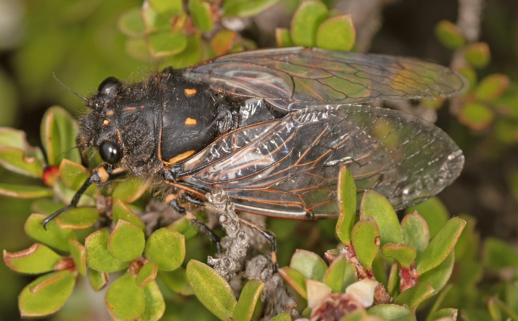 black twanger cicada from Ben Lomond TAS 7212, Australia on February 22 ...