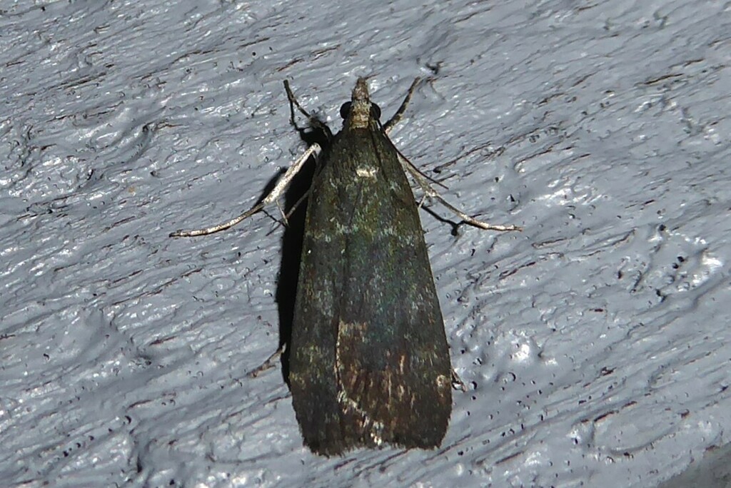 Stone Moth from Waikouaiti, New Zealand on February 17, 2024 at 09:54 ...
