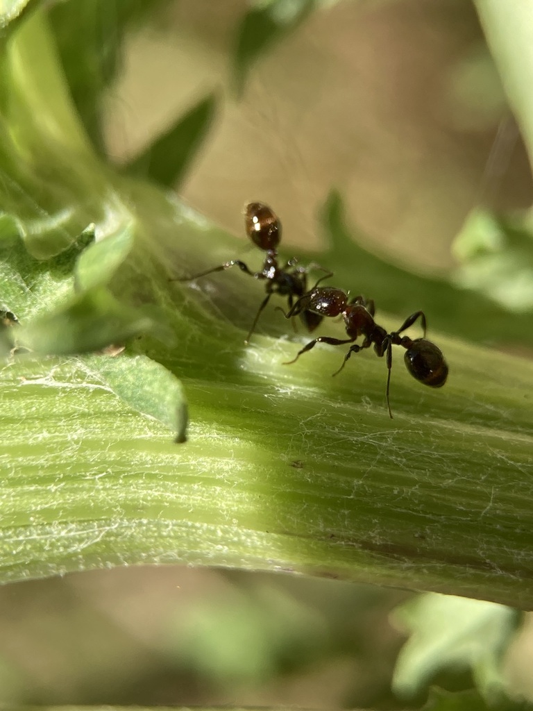 Southern Ant from Lower Hutt City, Wellington, New Zealand on February ...