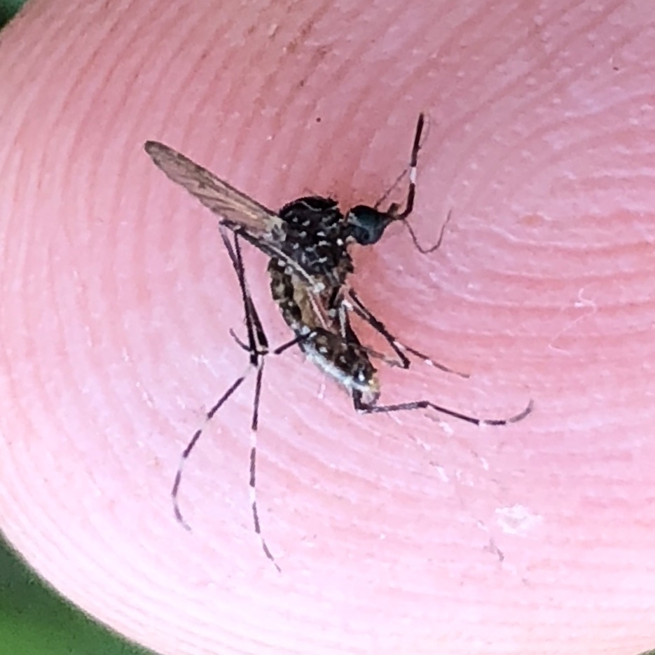 Striped Mosquito from Park Pde, Parramatta, NSW, AU on February 25 ...