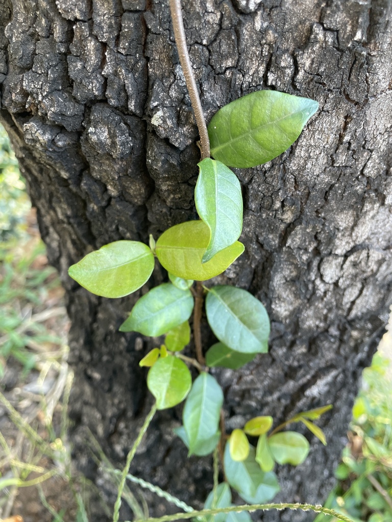 Burnie Vine from Mitchell Rd, Alexandria, NSW, AU on February 25, 2024 ...