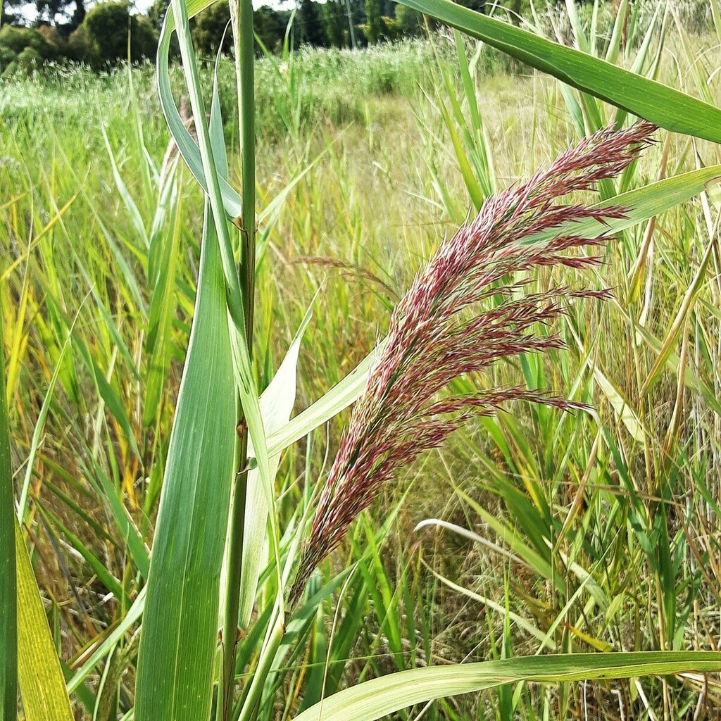 common reed from Orange NSW 2800, Australia on February 23, 2024 at 10: ...