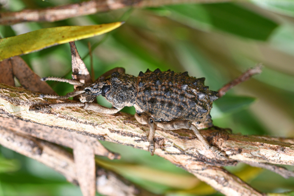 True Weevils from Top Camp QLD 4350, Australia on February 25, 2024 at ...