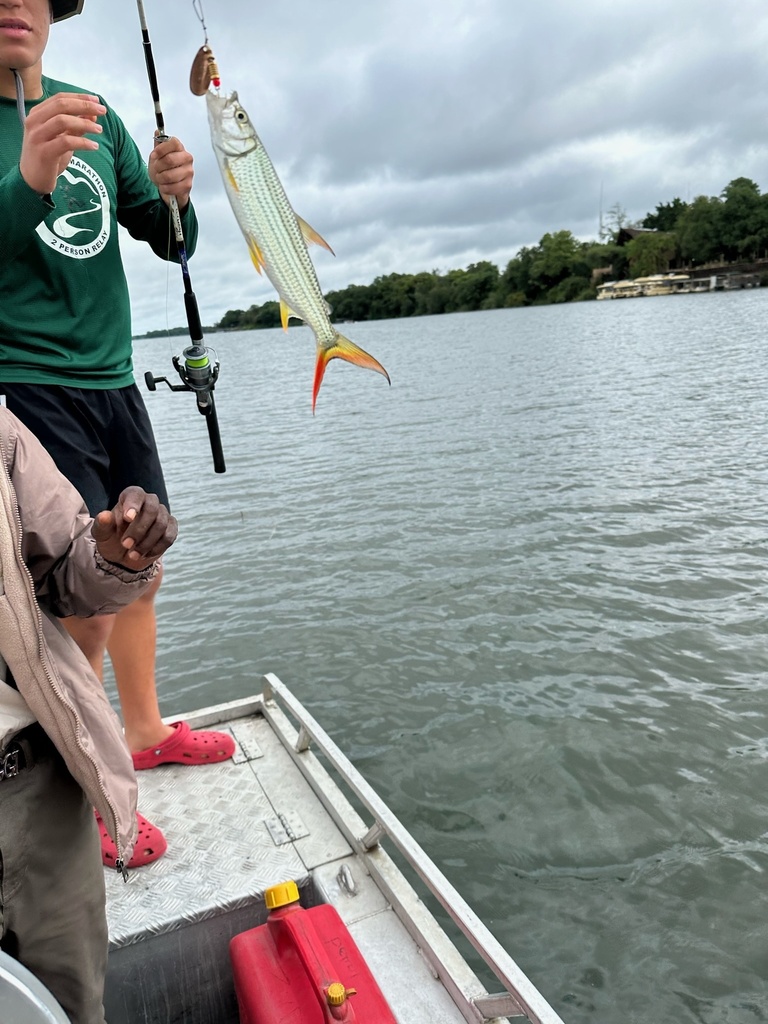 Striped Tigerfish from Chobe River, Zambezi, NA on December 26, 2023 at ...