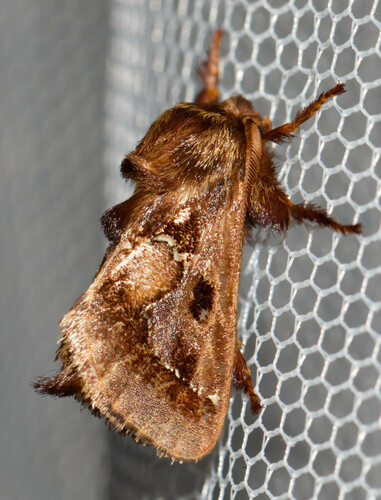 Euclea poasica · iNaturalist