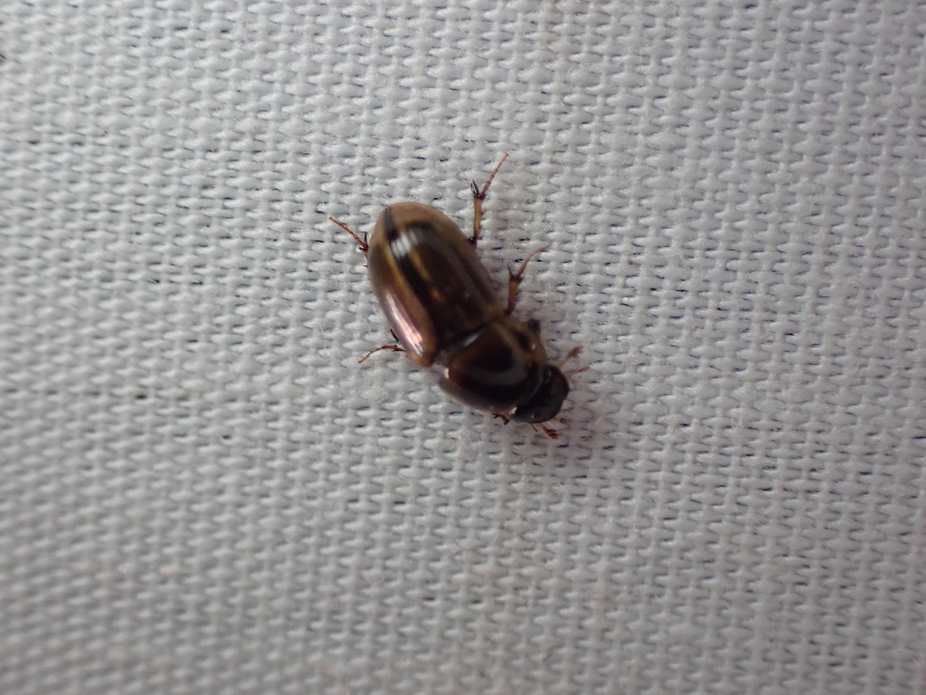 Labarrus cincticulus from Toolleen VIC 3551, Australia on February 21 ...