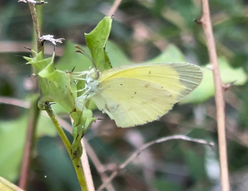 Small Grass-yellow from William St, Koo Wee Rup, VIC, AU on February 25 ...