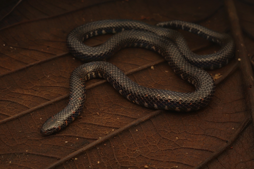 Selangor Mud Snake in January 2024 by dipterocarp_legend · iNaturalist