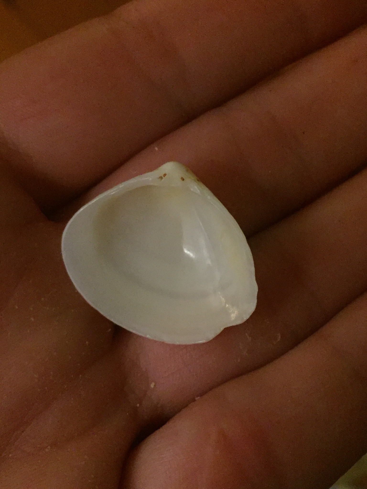 Gomphina undulosa (Lamarck, 1818)