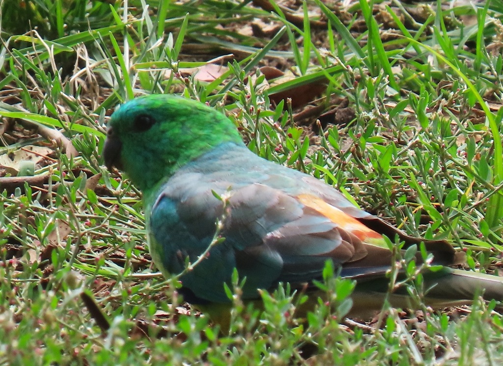 Red-rumped Parrot from Orange NSW 2800, Australia on February 23, 2024 ...