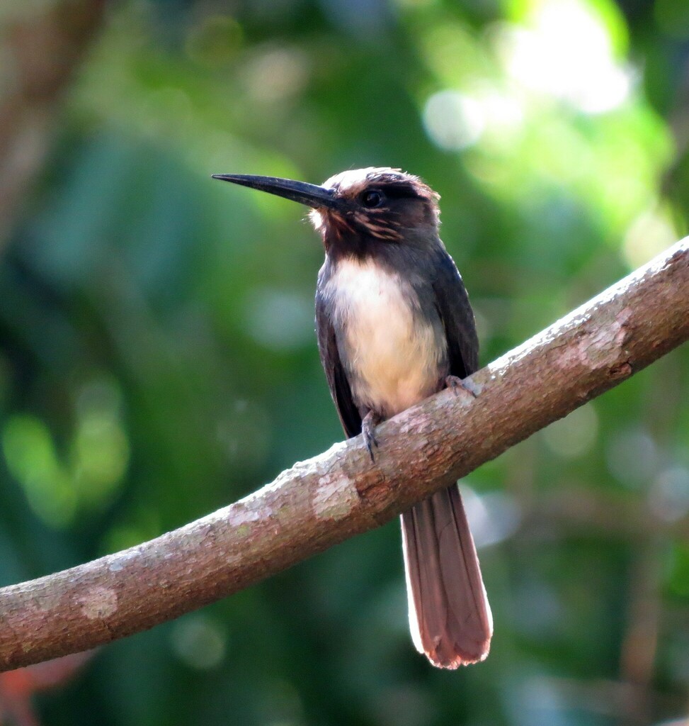 Three-toed Jacamar in September 2016 by Joe Sebastiani · iNaturalist